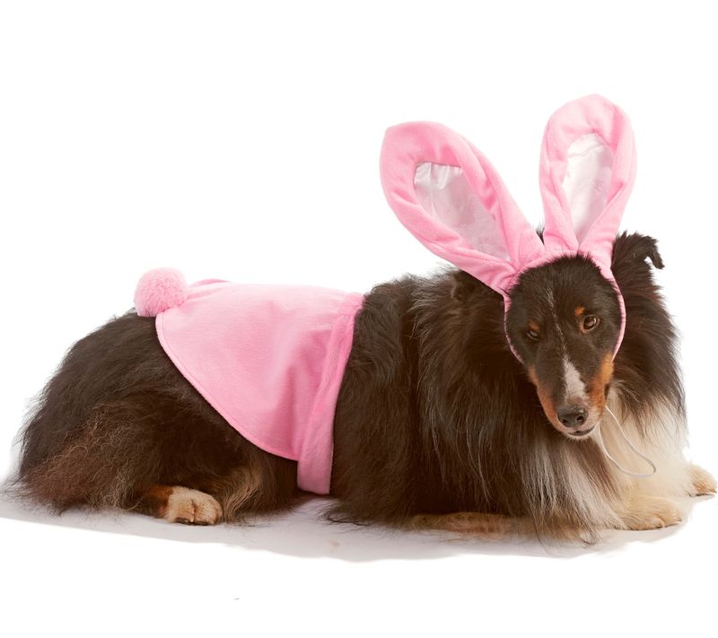 Bunny Dog Halloween Costume - Jeffers