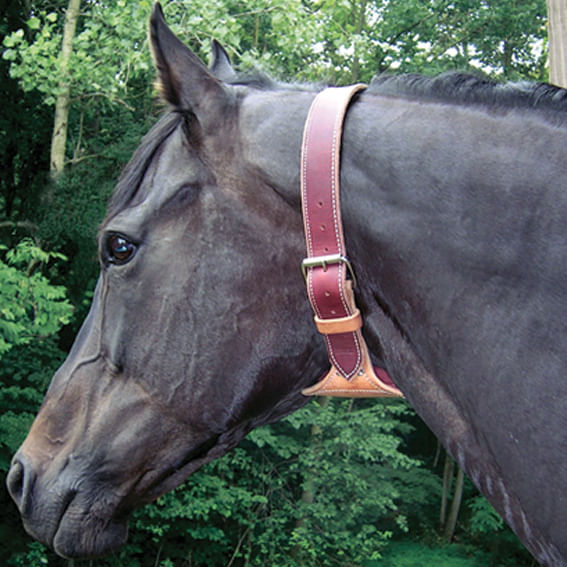 Dare Cribbing Control Collar for Horses - Jeffers